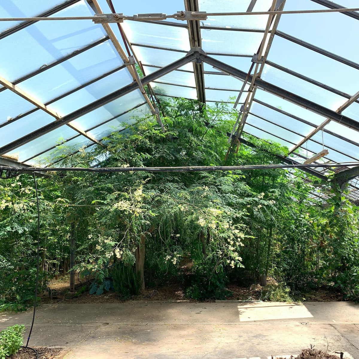 Circle Carbon Moringa Tree Farm Mallorca – Circle Carbon Labs